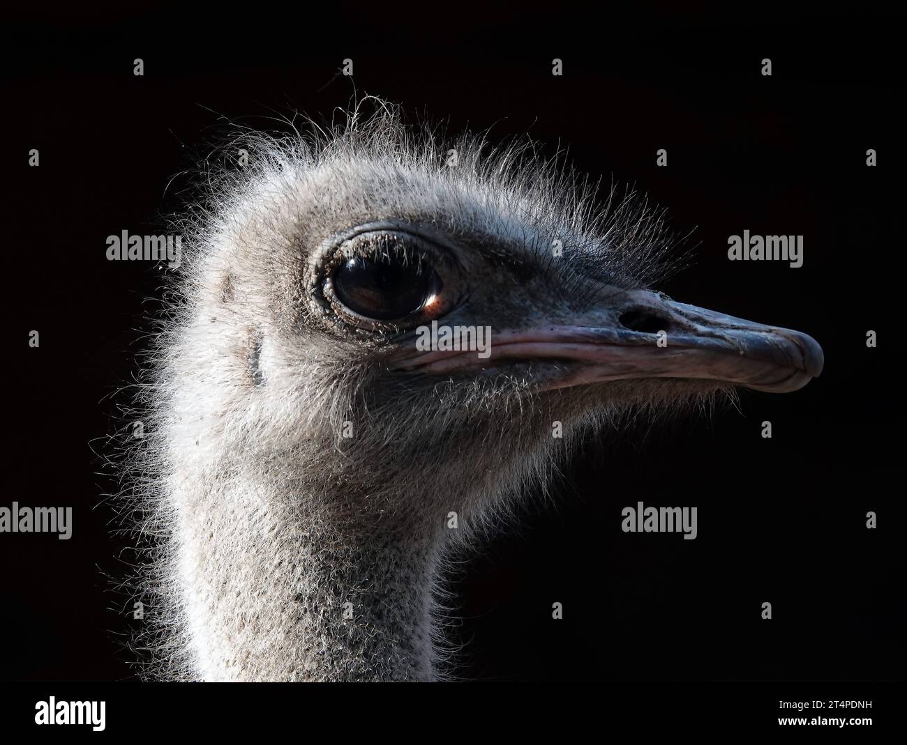 The ostrich is a large, ratite, flightless bird of the ostrich family ...