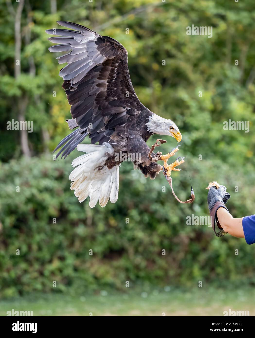 An eagle soaring through the sky, in the direction of a gloved human ...
