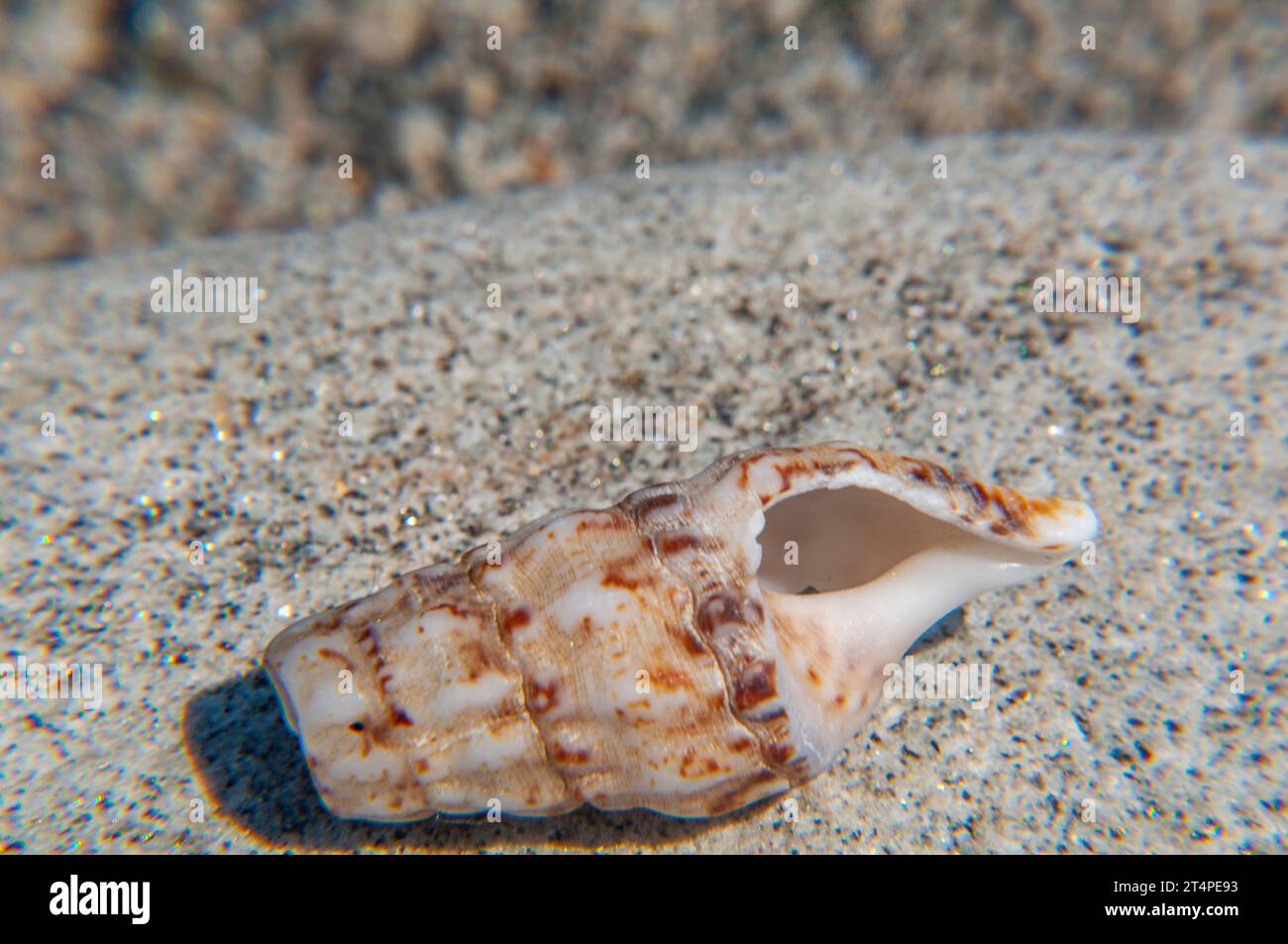 Shell spiaggia hi-res stock photography and images - Alamy