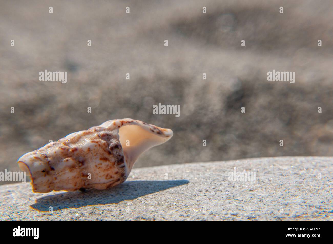 Sea shell on a rock with sharp shadow and blurry sand background Stock ...