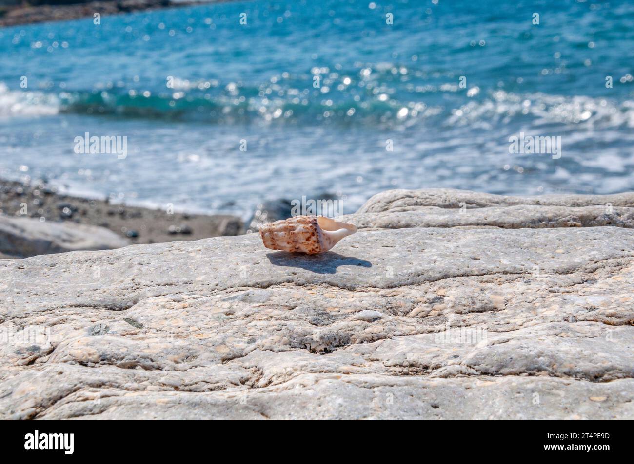 Shell resting on a rock by the sea Stock Photo - Alamy