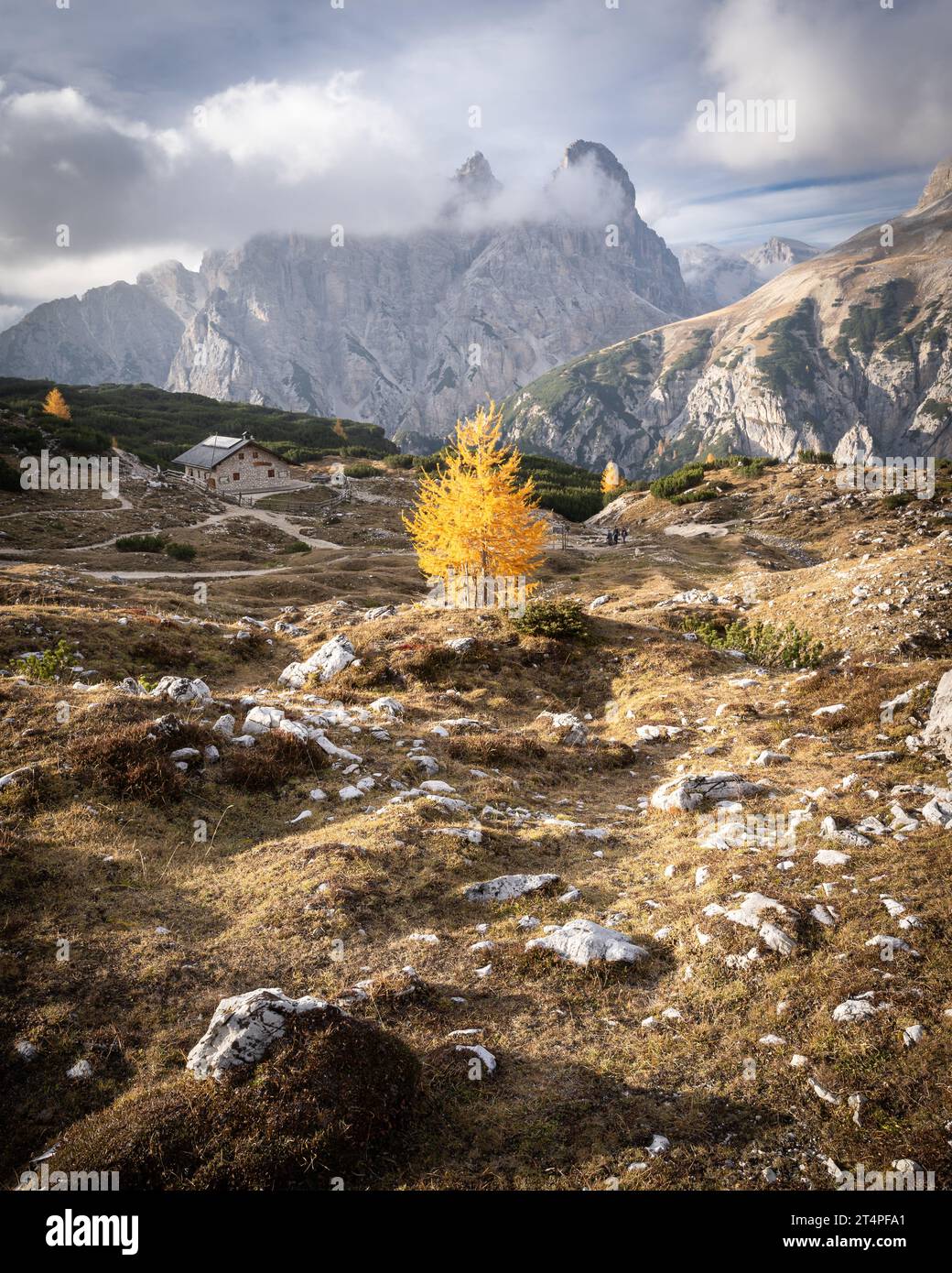 Golden golden larch tree in fall hi-res stock photography and images ...