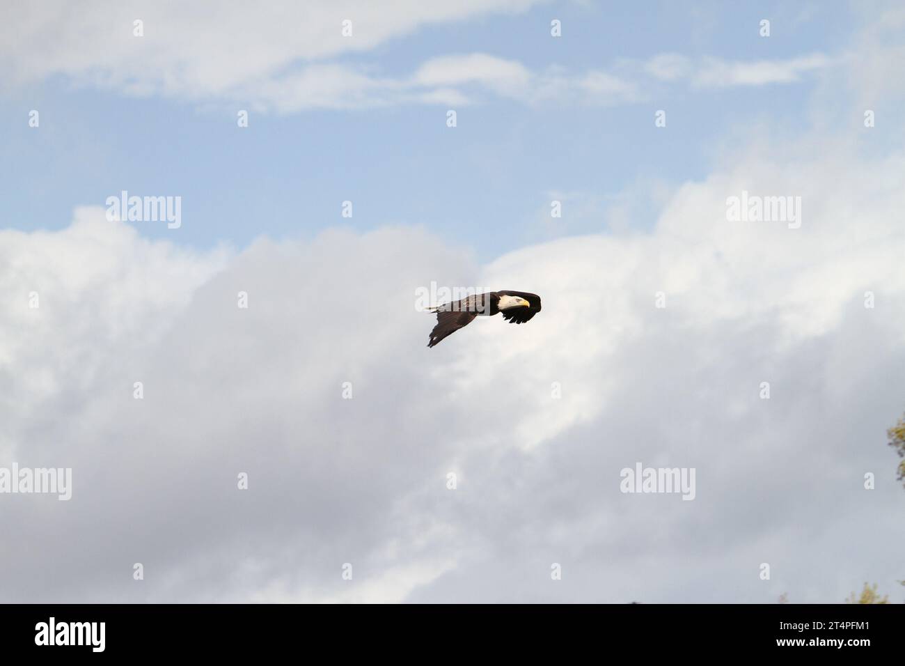 exterior day beauval zoo in an aviary flying birds show with a blue ...