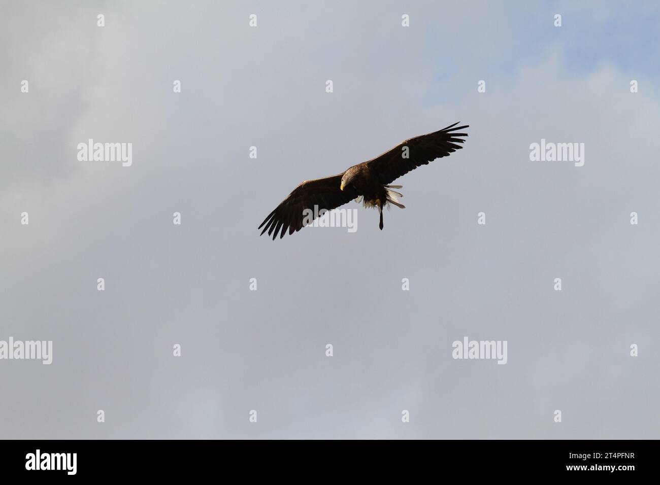 exterior day beauval zoo in an aviary flying birds show with a blue ...