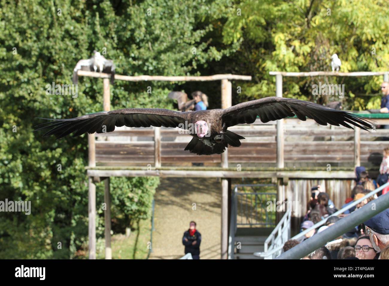 exterior day beauval zoo in an aviary flying birds show with a blue ...