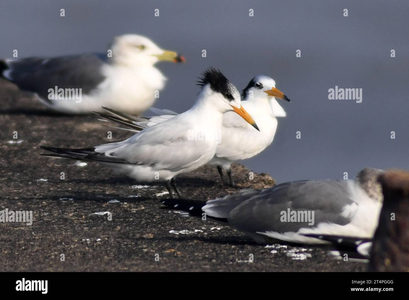 QINGDAO, CHINA - NOVEMBER 1, 2023 - Two Chinese Crested Tern wait for ...