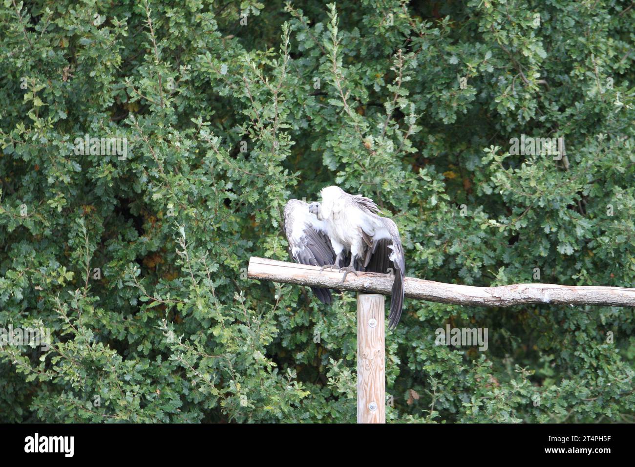exterior day beauval zoo in an aviary flying birds show with a blue ...