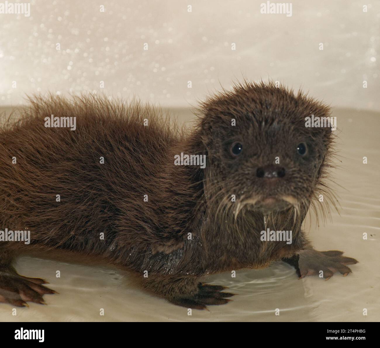 Eurasian Otter (Lutra lutra) 10 week old cub experiencing water for the ...