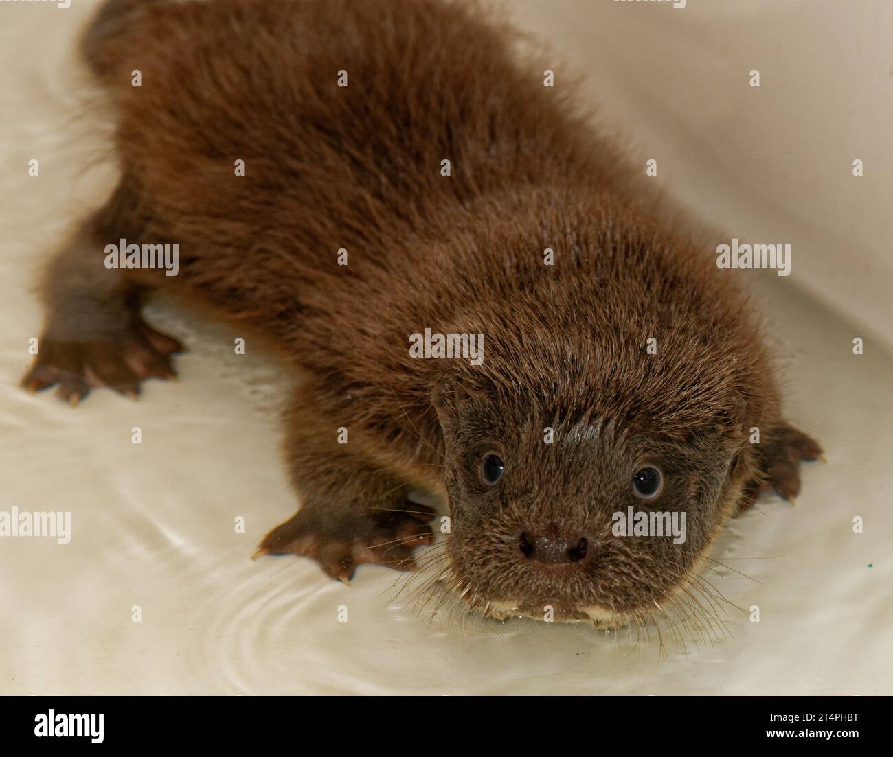 Eurasian Otter (Lutra lutra) 10 week old cub experiencing water for the ...