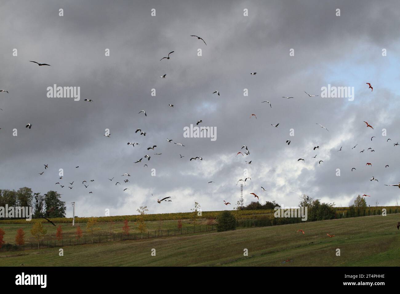 White dove flying in sun hi-res stock photography and images - Alamy