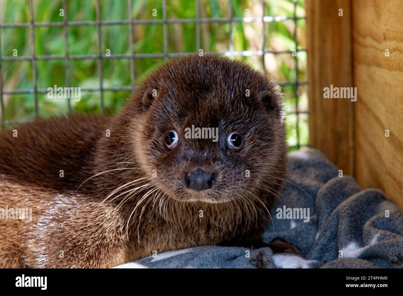 Eurasian Otter (Lutra lutra) 10 week old cub in care Stock Photo - Alamy