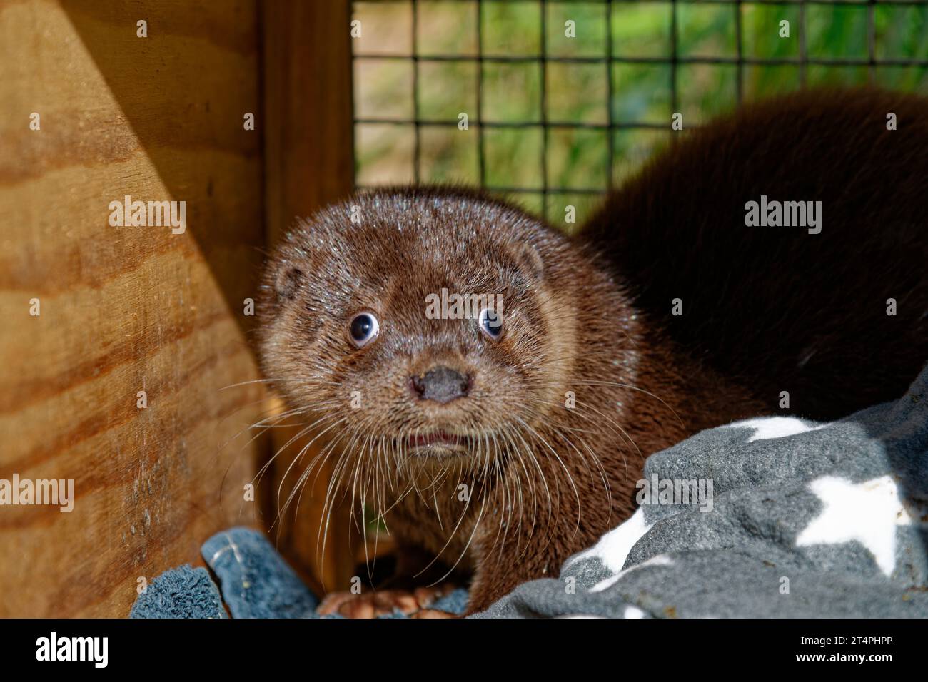 Eurasian Otter (Lutra lutra) 10 week old cub in care Stock Photo - Alamy