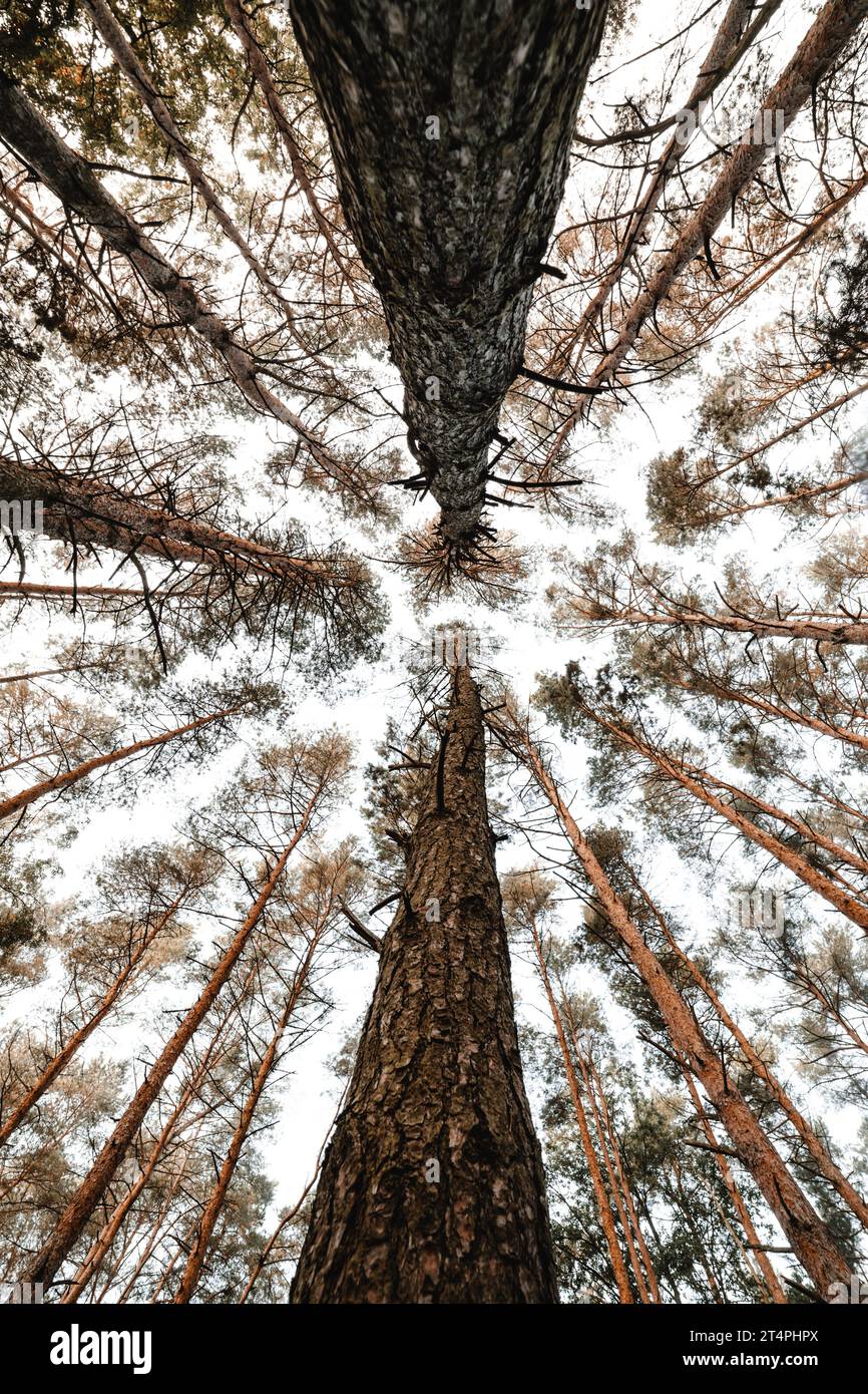 Vertical view in autumnal forest Stock Photo - Alamy