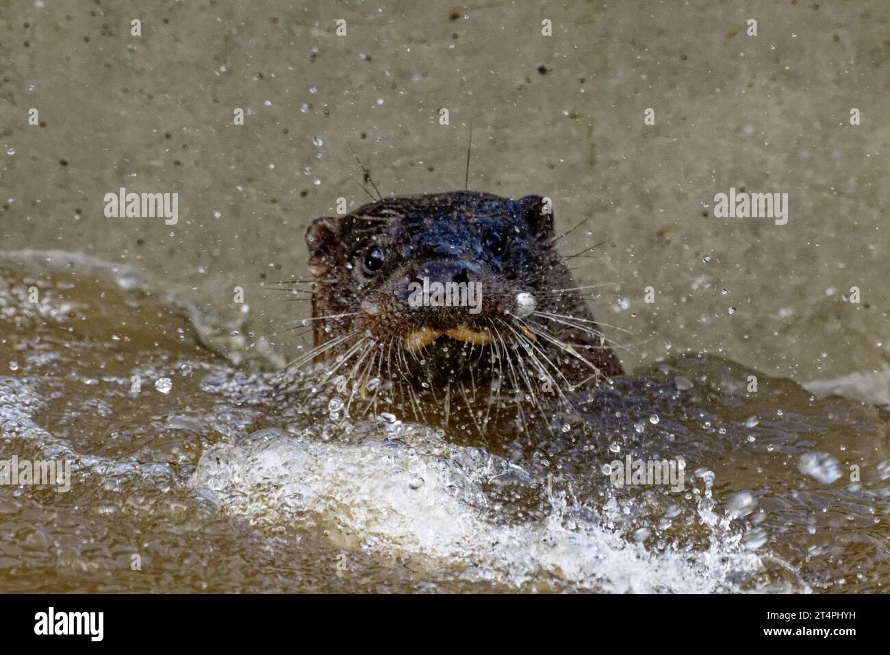 Eurasian Otter (Lutra lutra) Adult swimming amongst water spray Stock ...
