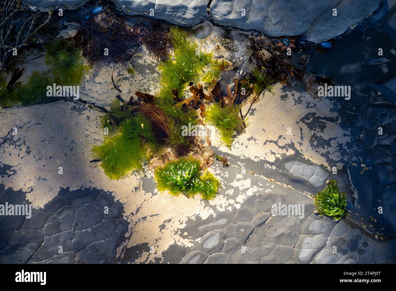 Seaweed and bull kelp growing on rocks in the ocean in australia. Waves ...