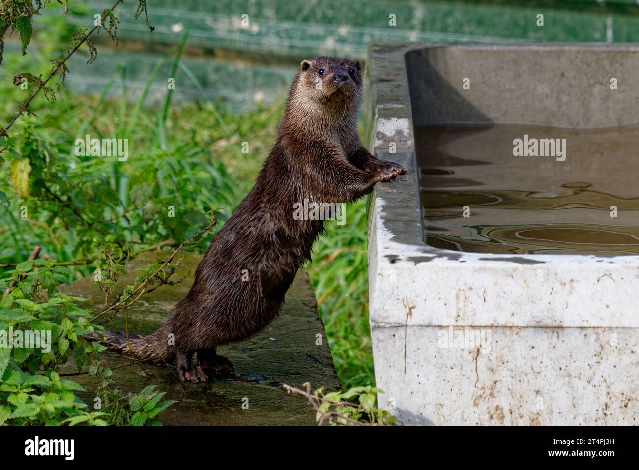 Eurasian Otter (Lutra lutra) Adult standing on hind legs in enclosure ...