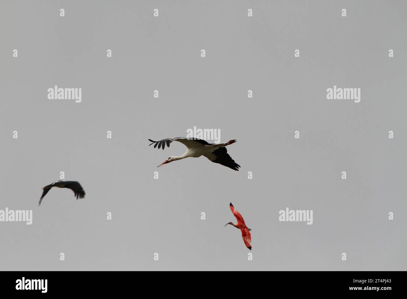 exterior day zoo beauval aviary show of birds storks flying hovering in ...