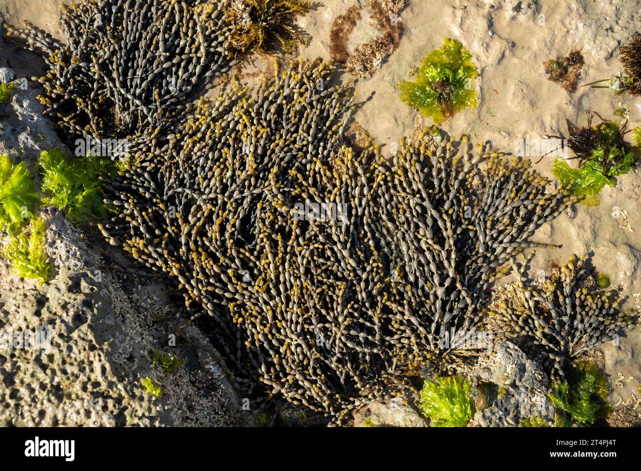 Seaweed and bull kelp growing on rocks in the ocean in australia. Waves ...
