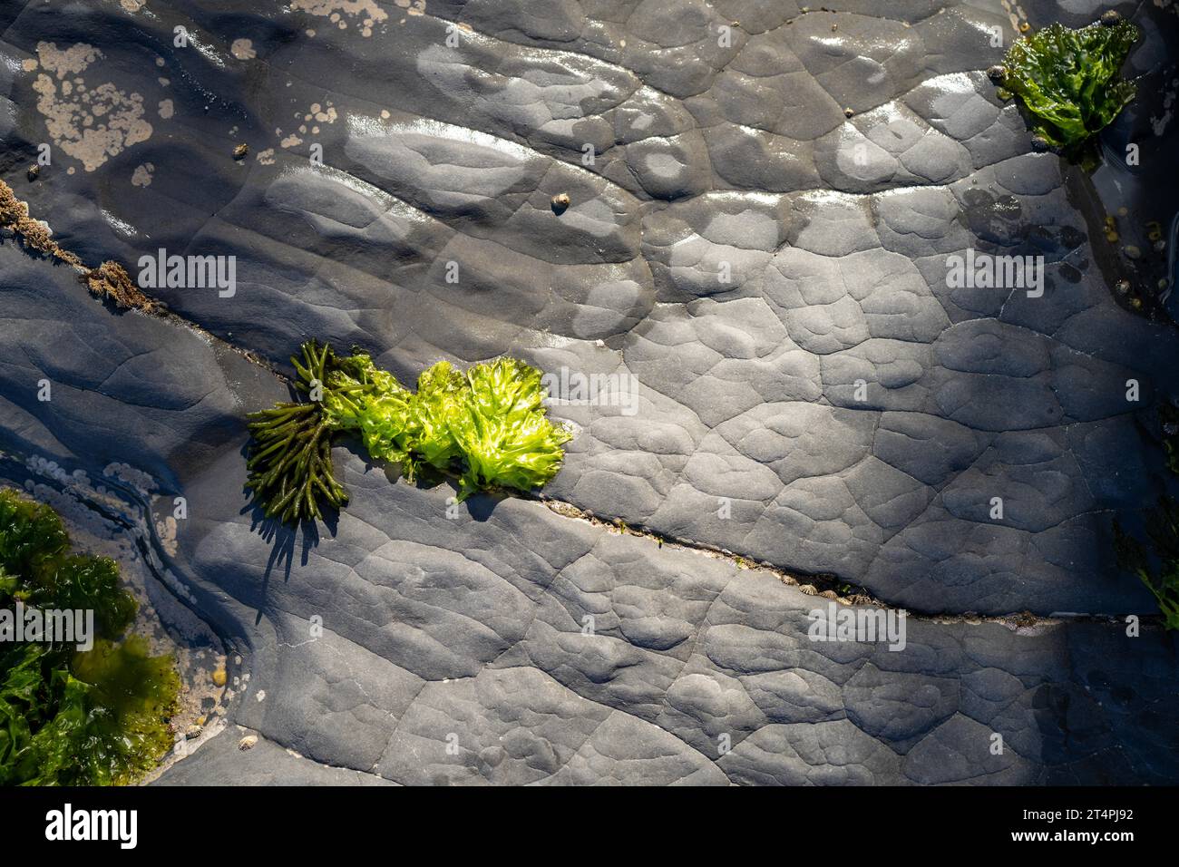 Seaweed and bull kelp growing on rocks in the ocean in australia. Waves ...