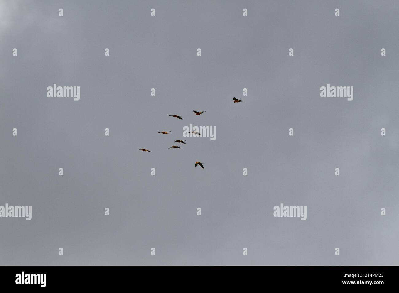 exterior day zoo beauval in an aviary flying birds show with a blue ...