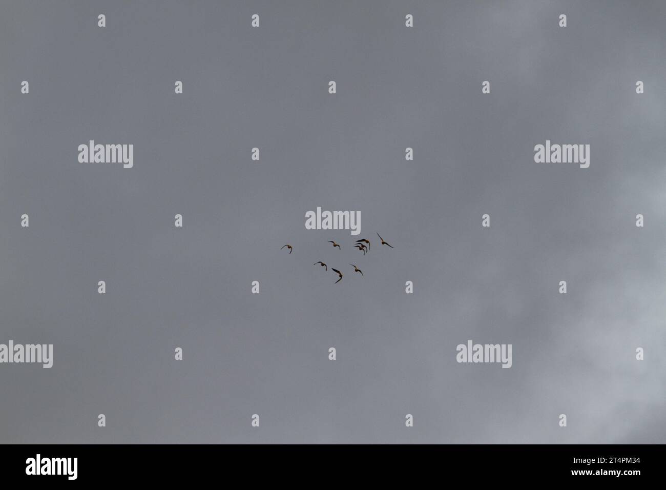 exterior day zoo beauval in an aviary flying birds show with a blue ...