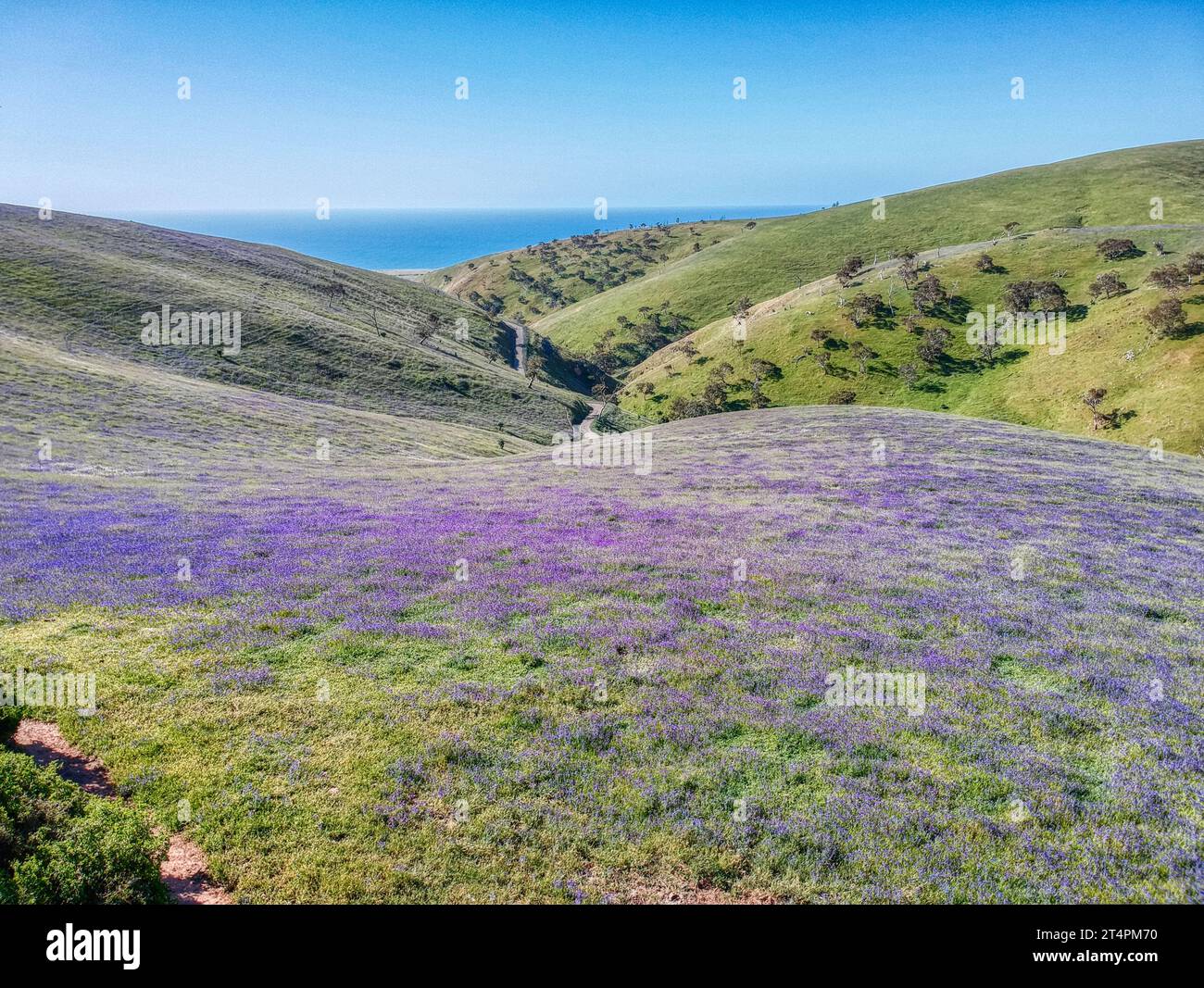 The image shows an aerial view of a hill covered in Salvation Jane ...