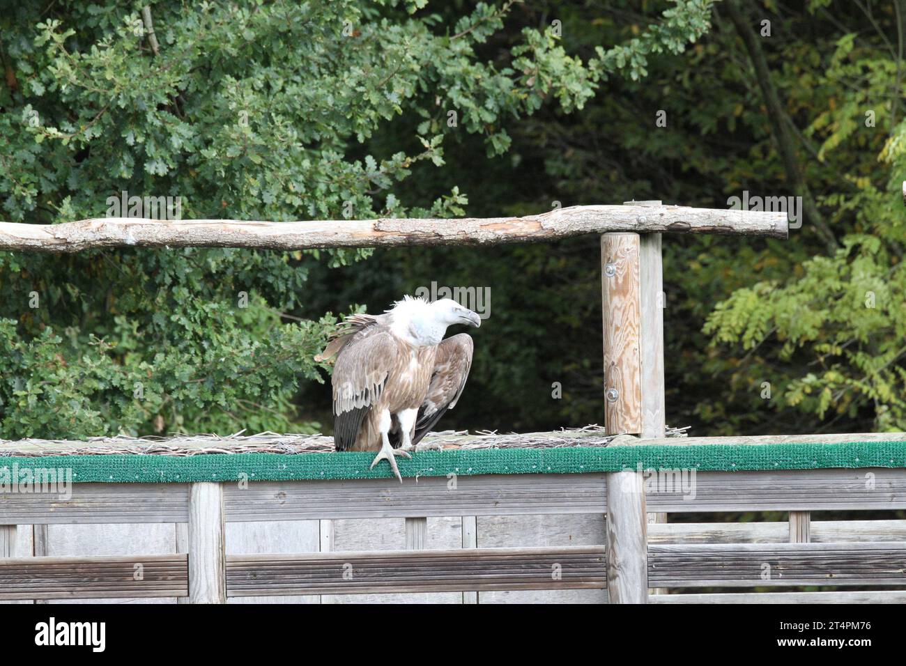 exterior day beauval zoo in an aviary flying birds show with a blue ...