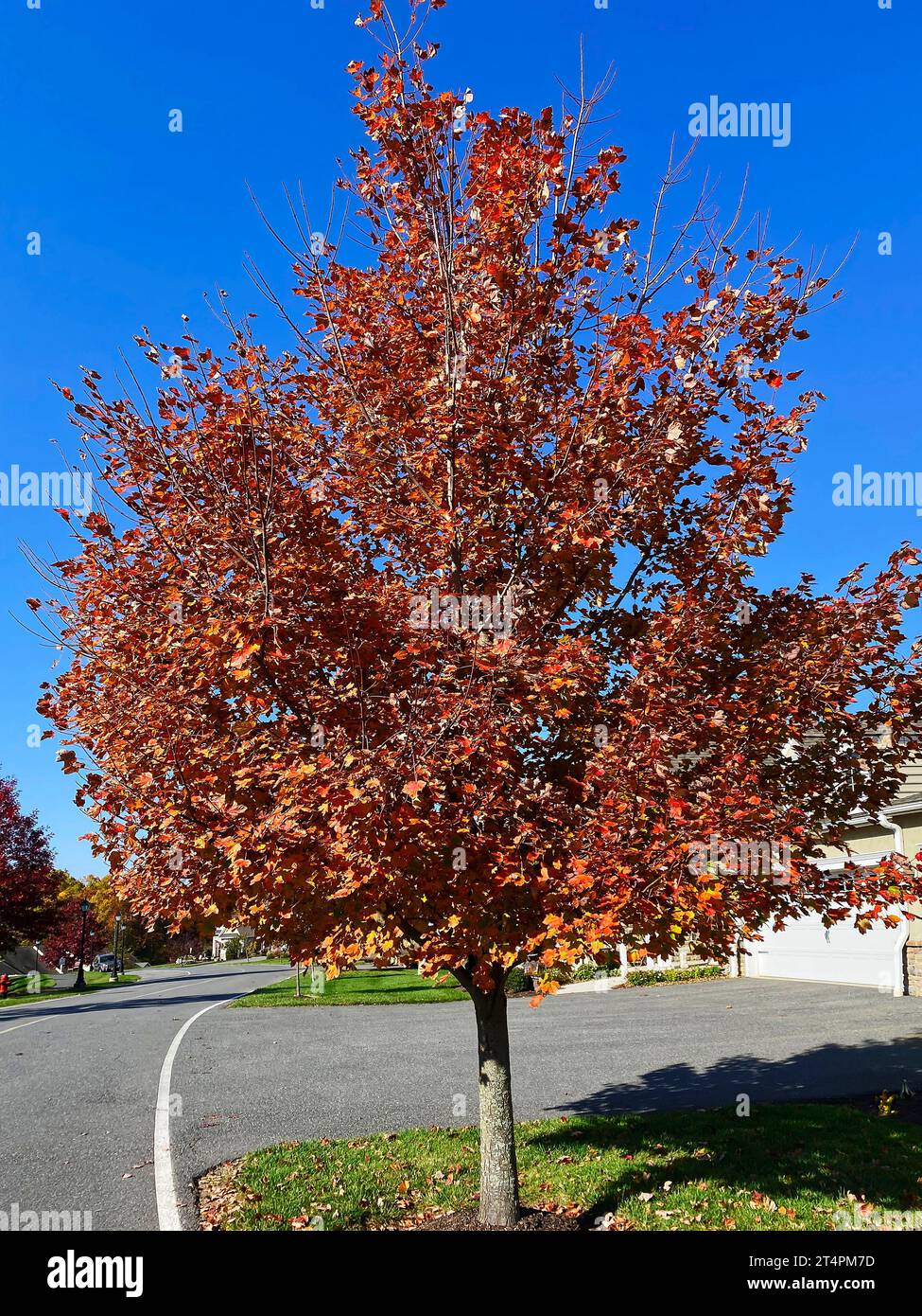 Sugar maple tree, autumn color, orange and gold leaves, deciduous ...