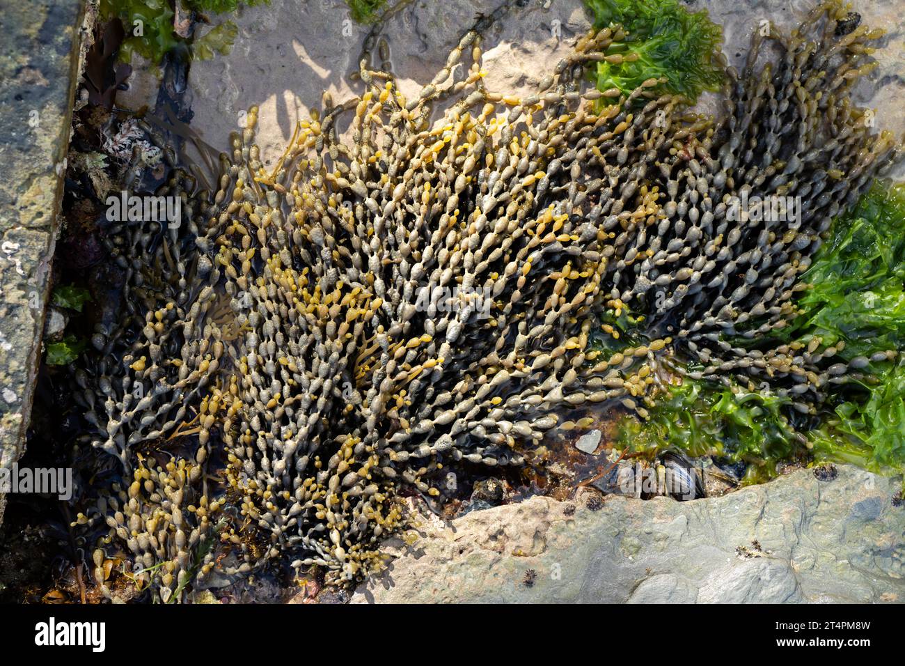 Seaweed and bull kelp growing on rocks in the ocean in australia. Waves ...