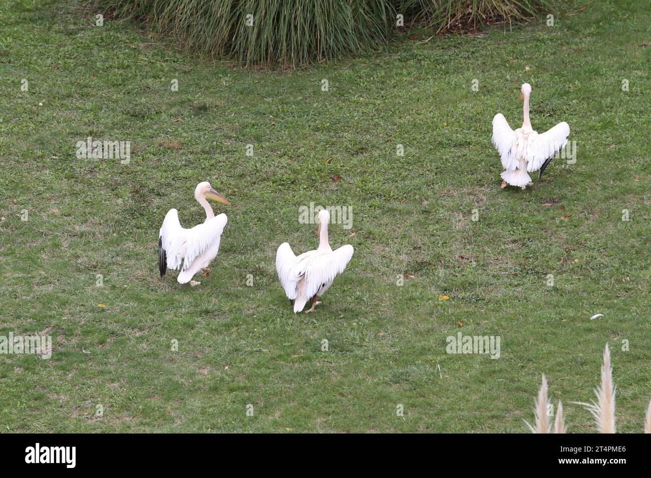 exterior day zoo beauval in an aviary flying birds show with a blue ...