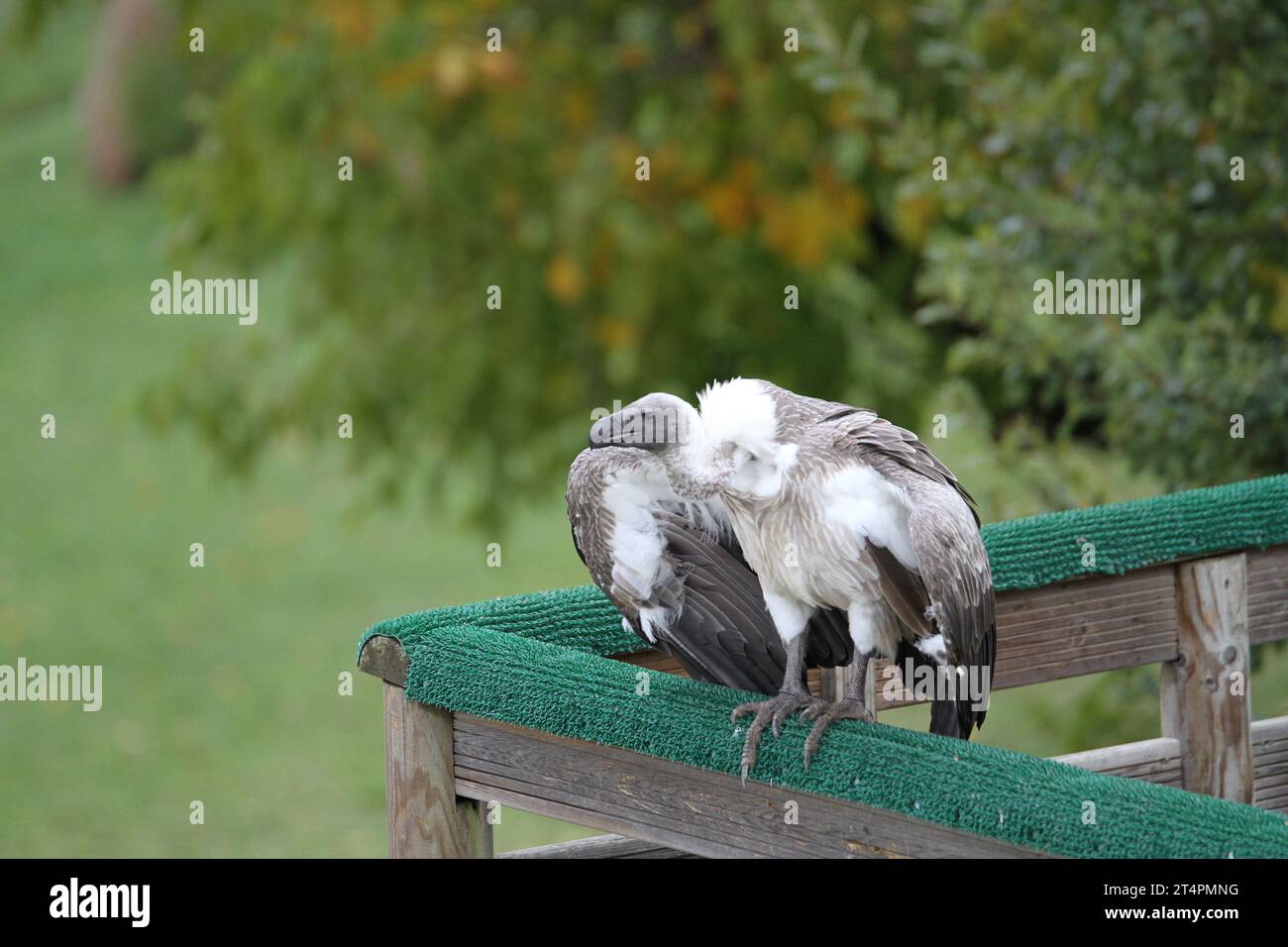 exterior day beauval zoo in an aviary flying birds show with a blue ...