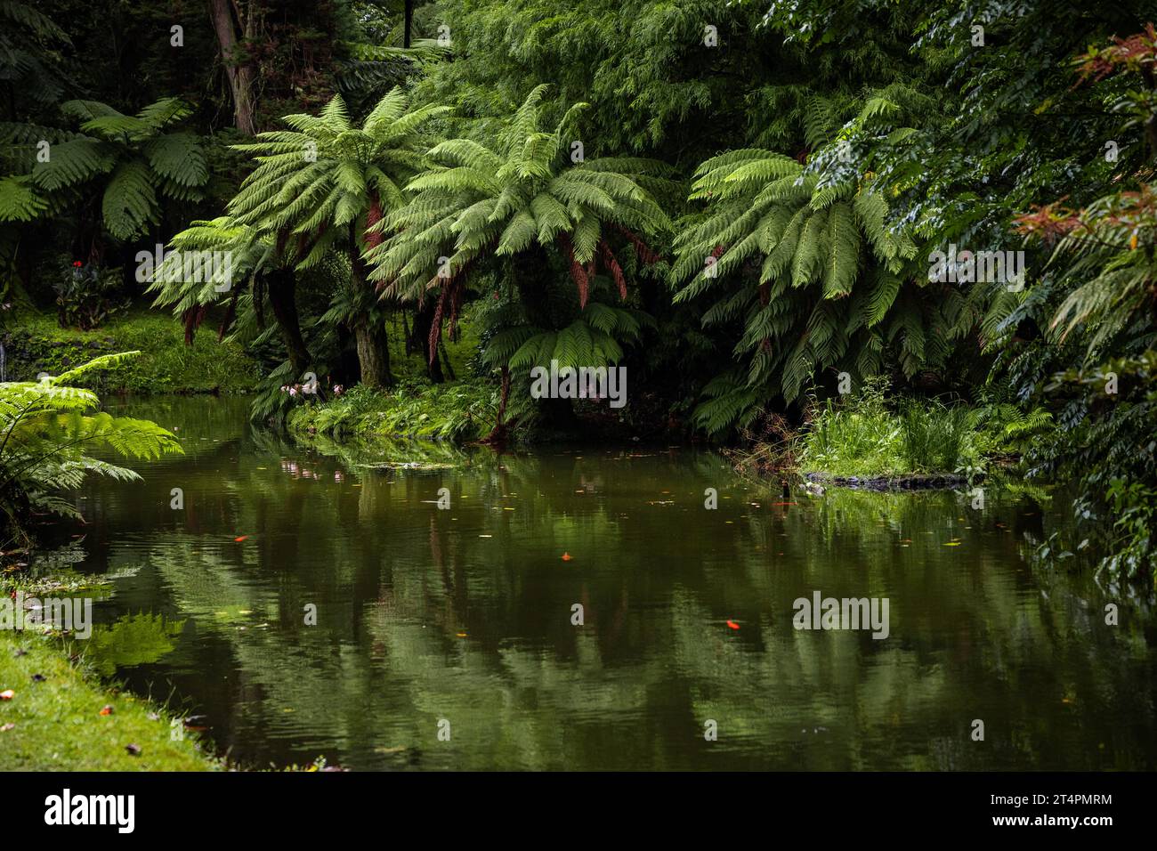 Close up photos of flowers and green vegetation, Azores islands ...