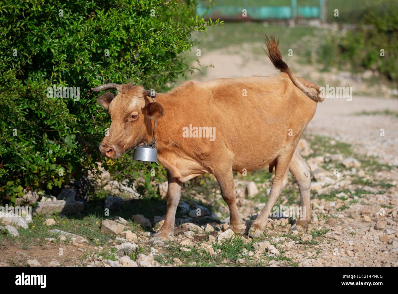 A wonderful cappuccino-colored domestic cow with a bell around her neck ...