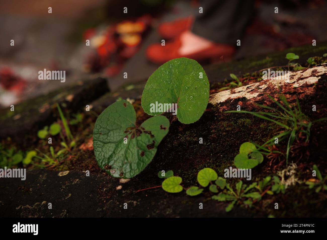 Close up photos of flowers and green vegetation, Azores islands ...