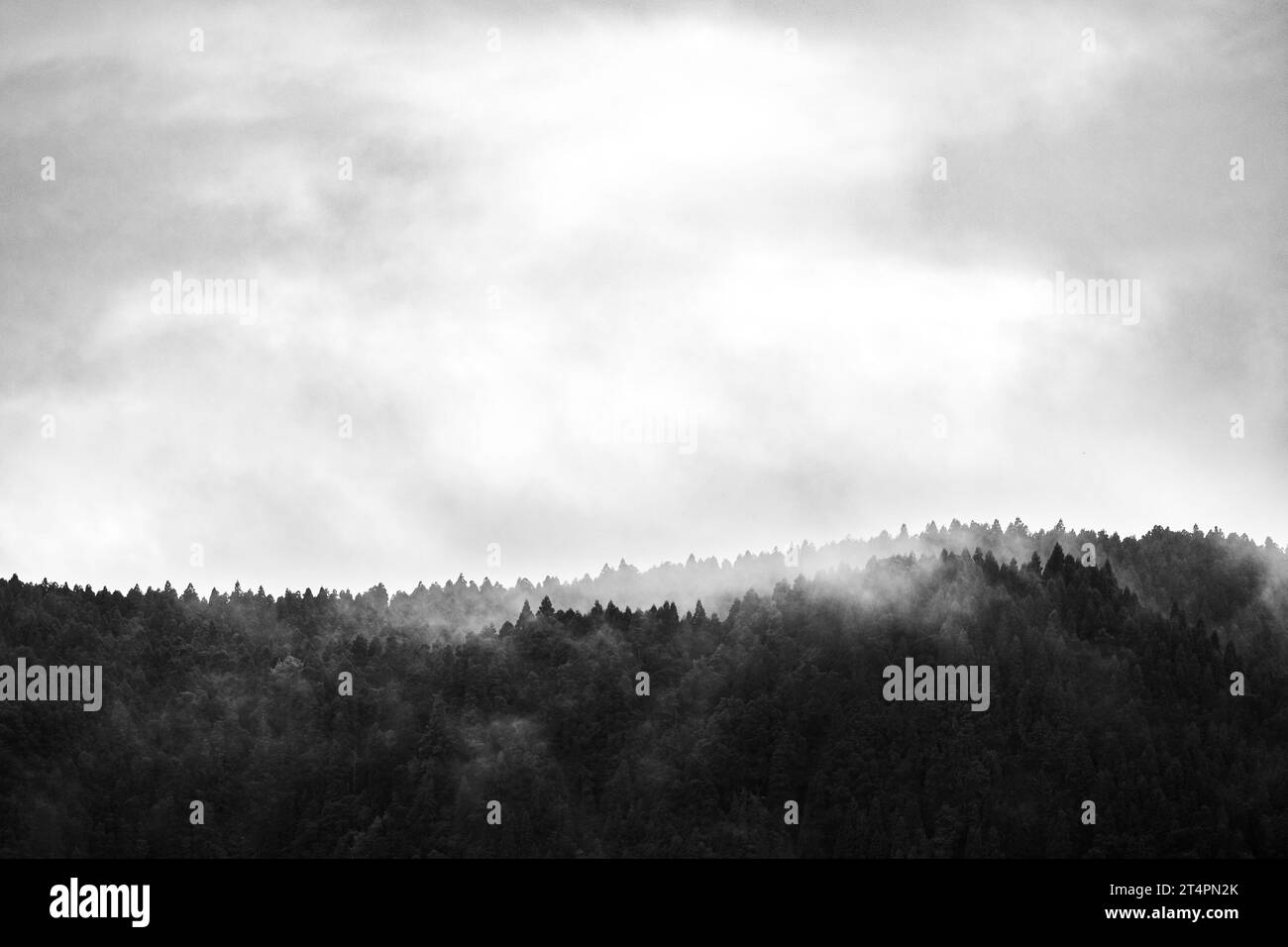 Mysterious landscape with fog and trees on crater rim, Furnas, Azores ...