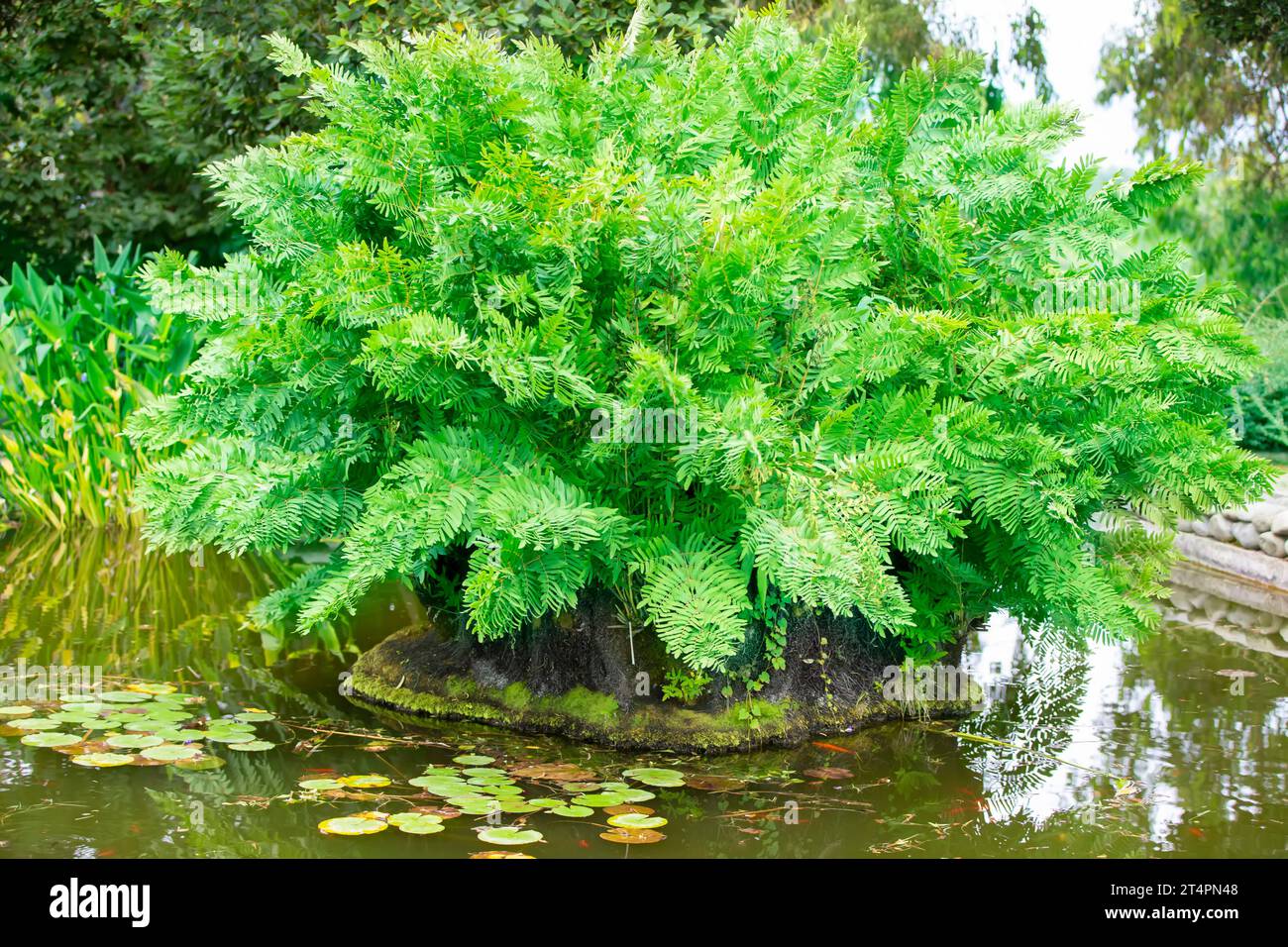 A beautiful fern surrounded by pond water in a botanical garden Stock ...