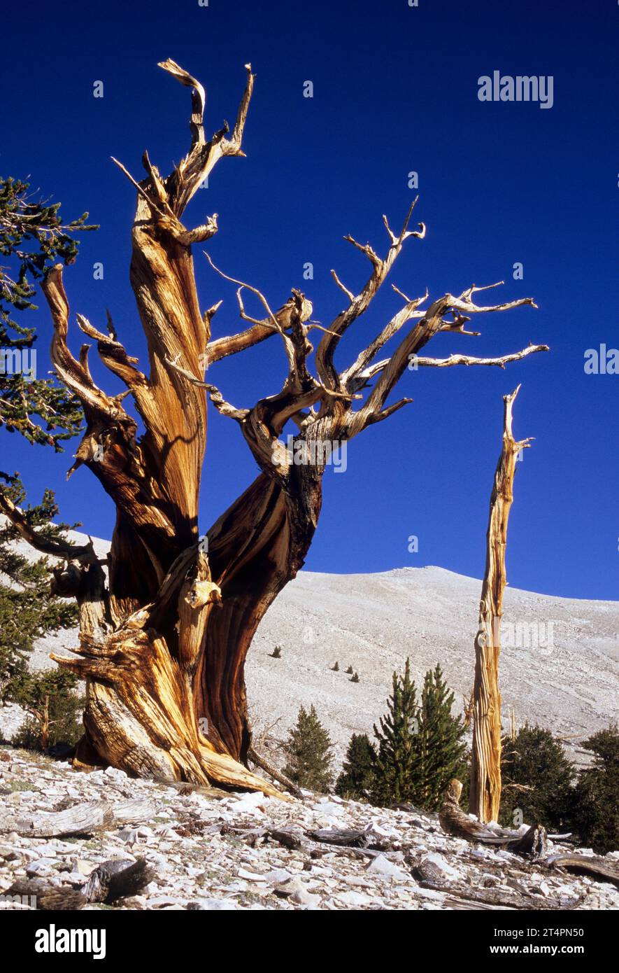 Bristlecone pine at Patriarch Grove, Ancient Bristlecone Pine Forest ...
