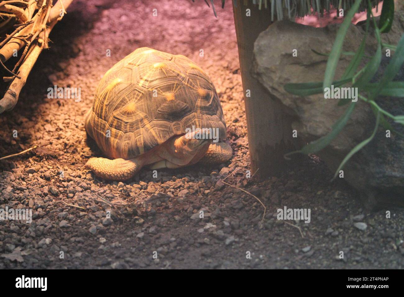 exterior day Beauval zoo in an enclosure a large turtle under a heating ...