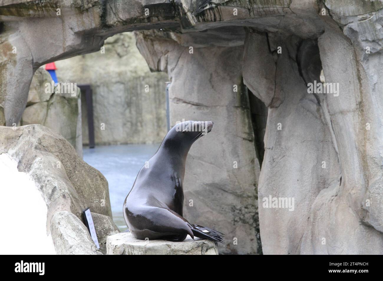 exterior day zoo beauval sea lion jumping show animation high jump ...