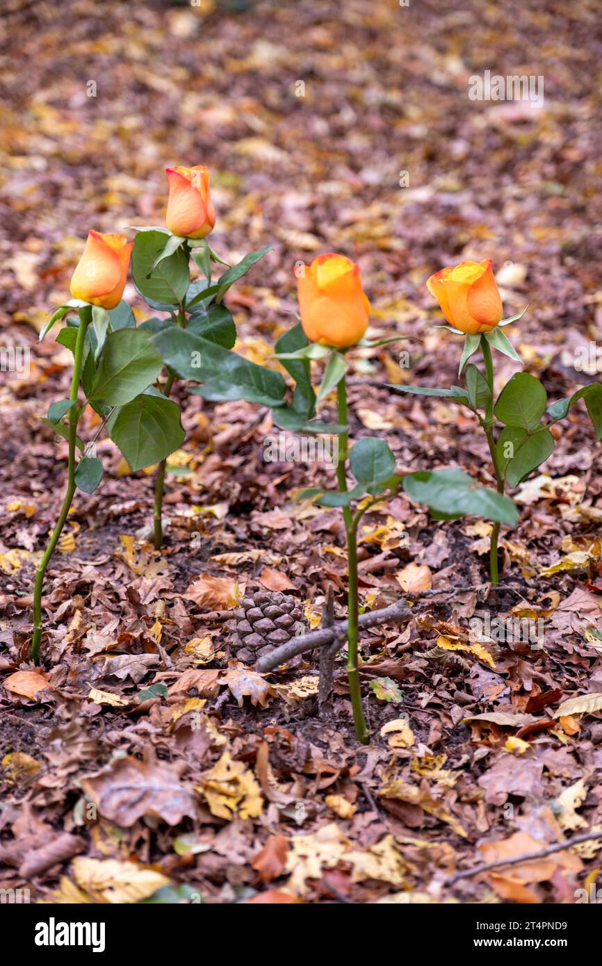Vier Rosen und ein kleines Holzkreuz mit Herbstlaub an einem ...