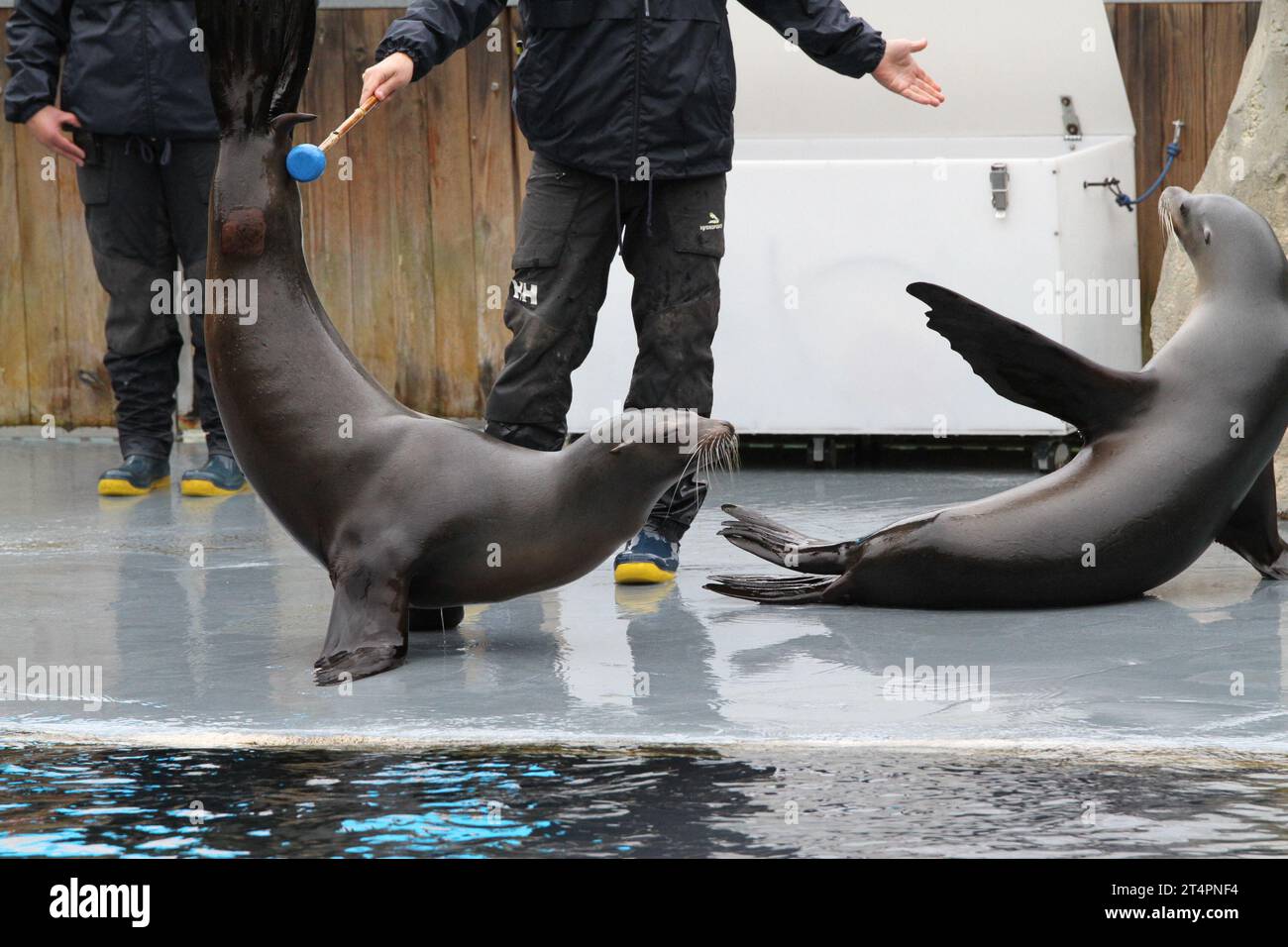 exterior day zoo beauval sea lion jumping show animation high jump ...