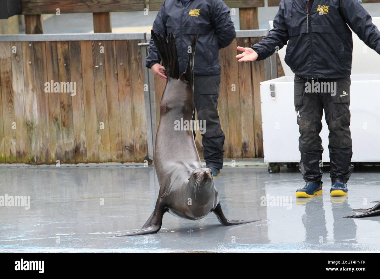 exterior day zoo beauval sea lion jumping show animation high jump ...