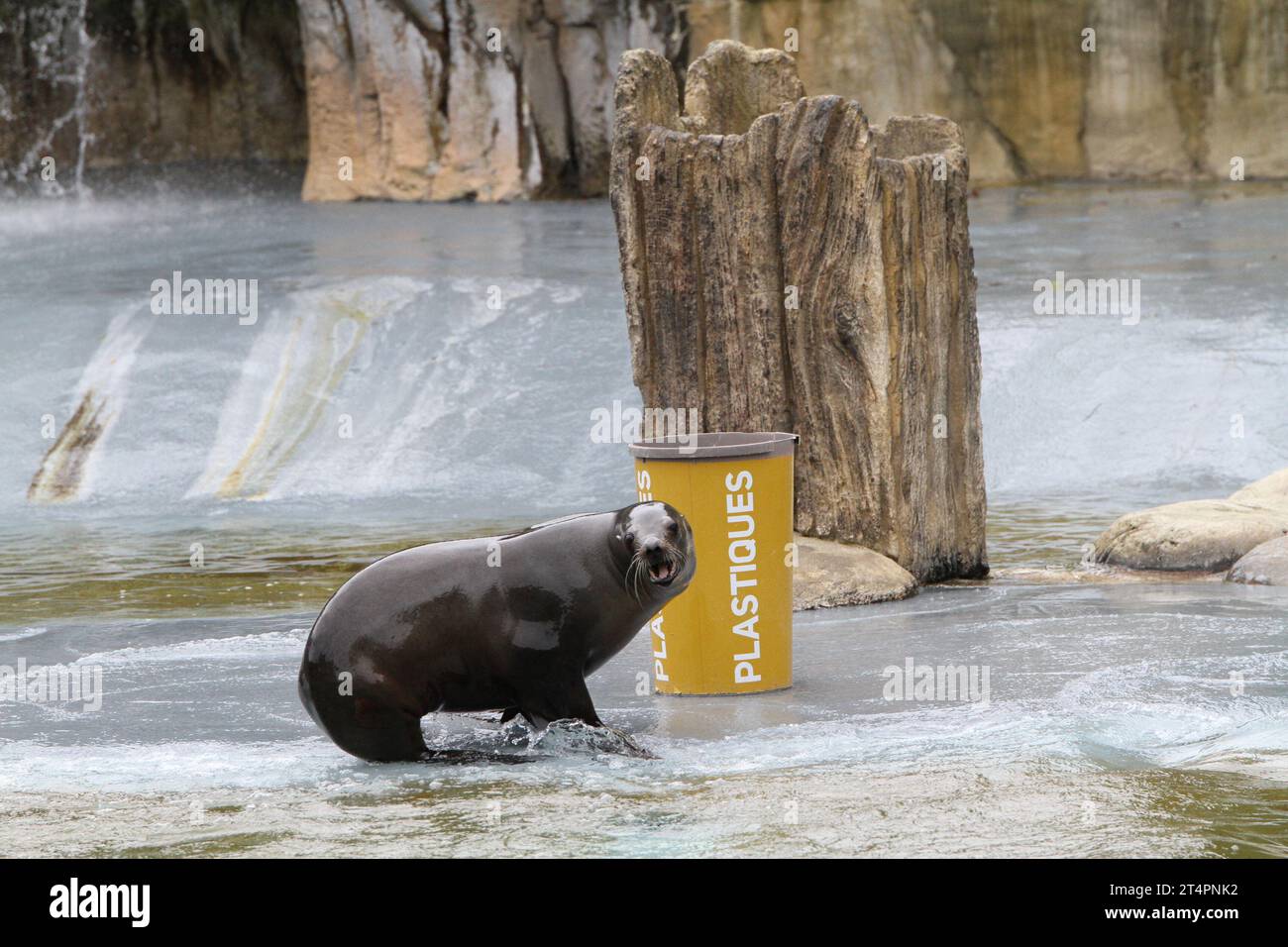 exterior day zoo beauval sea lion jumping show animation high jump ...