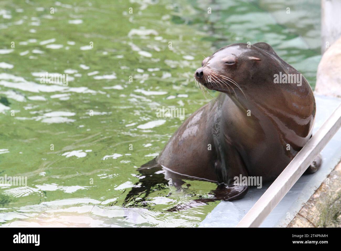 exterior day zoo beauval sea lion jumping show animation high jump ...