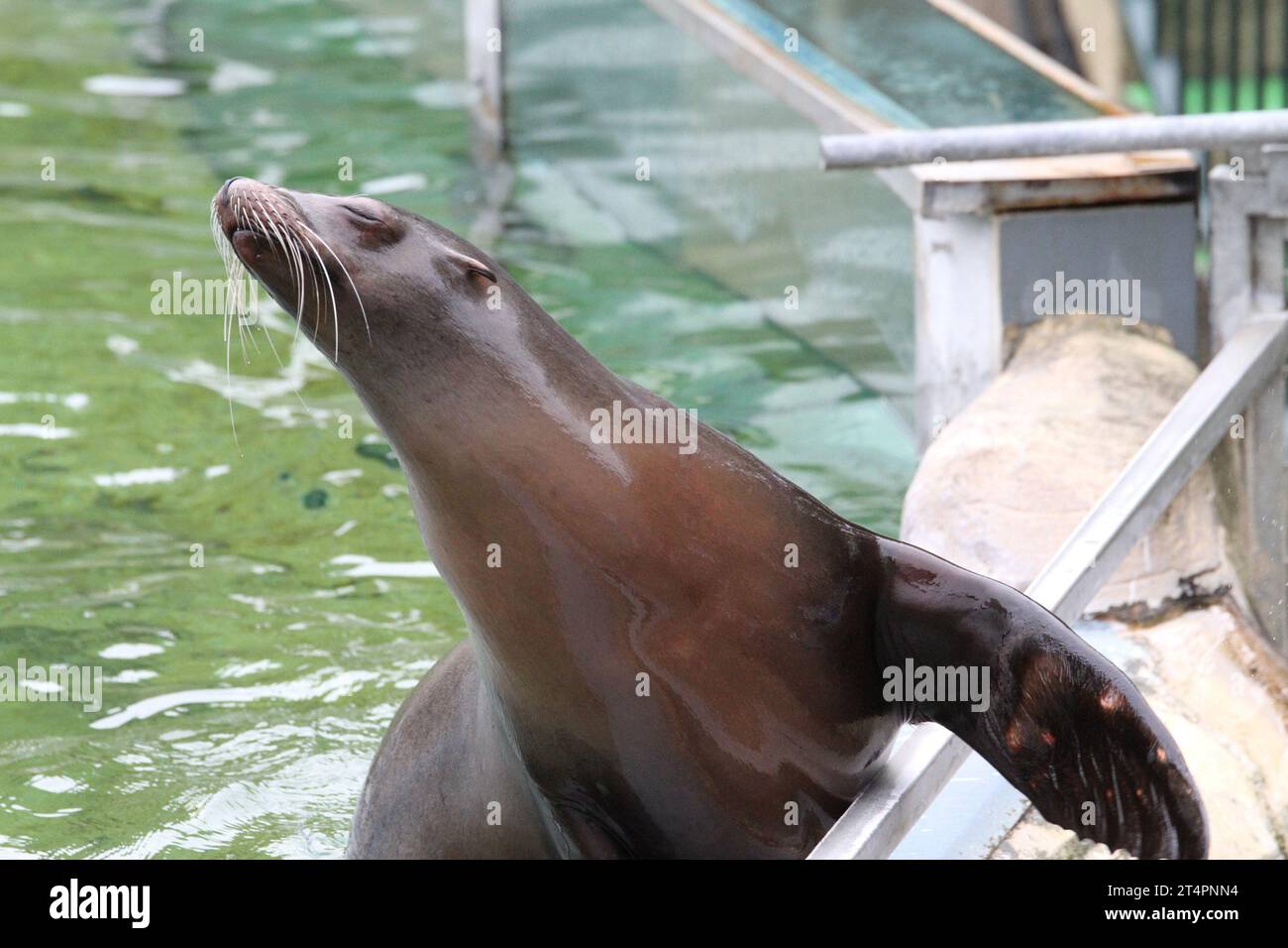 exterior day zoo beauval sea lion jumping show animation high jump ...