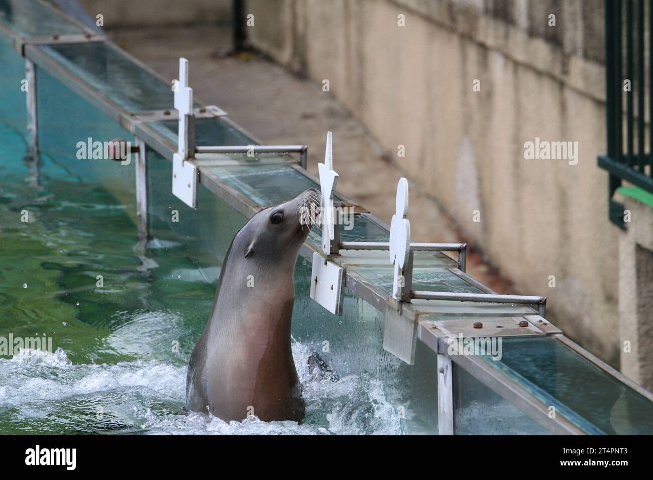 exterior day zoo beauval sea lion jumping show animation high jump ...