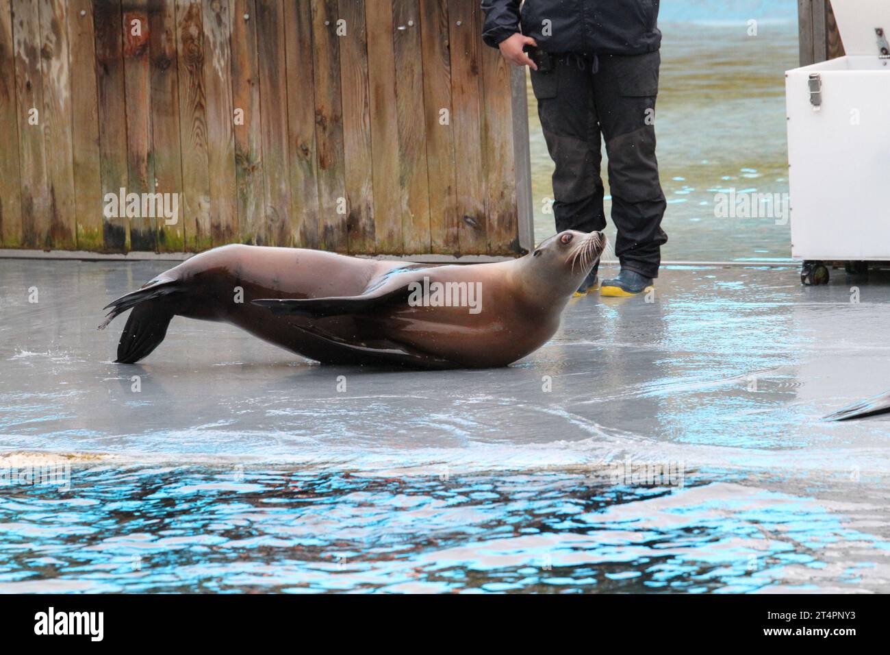 exterior day zoo beauval sea lion jumping show animation high jump ...