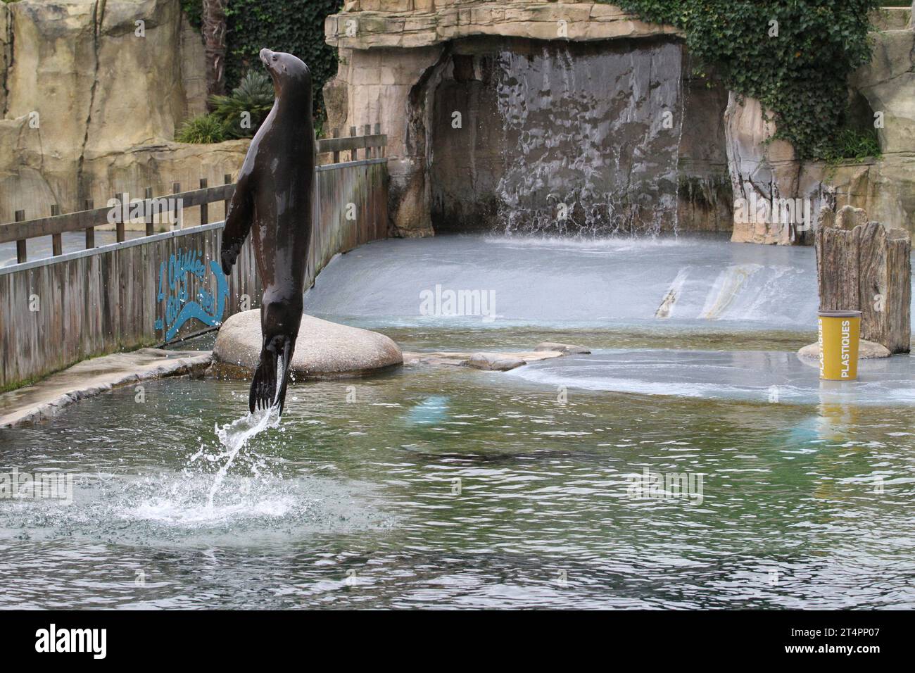 exterior day zoo beauval sea lion jumping show animation high jump ...