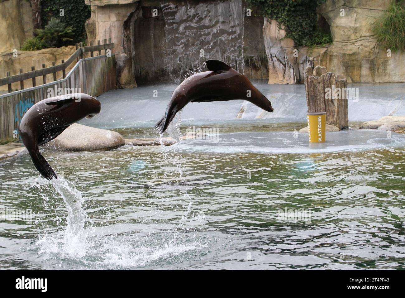 exterior day zoo beauval sea lion jumping show animation high jump ...