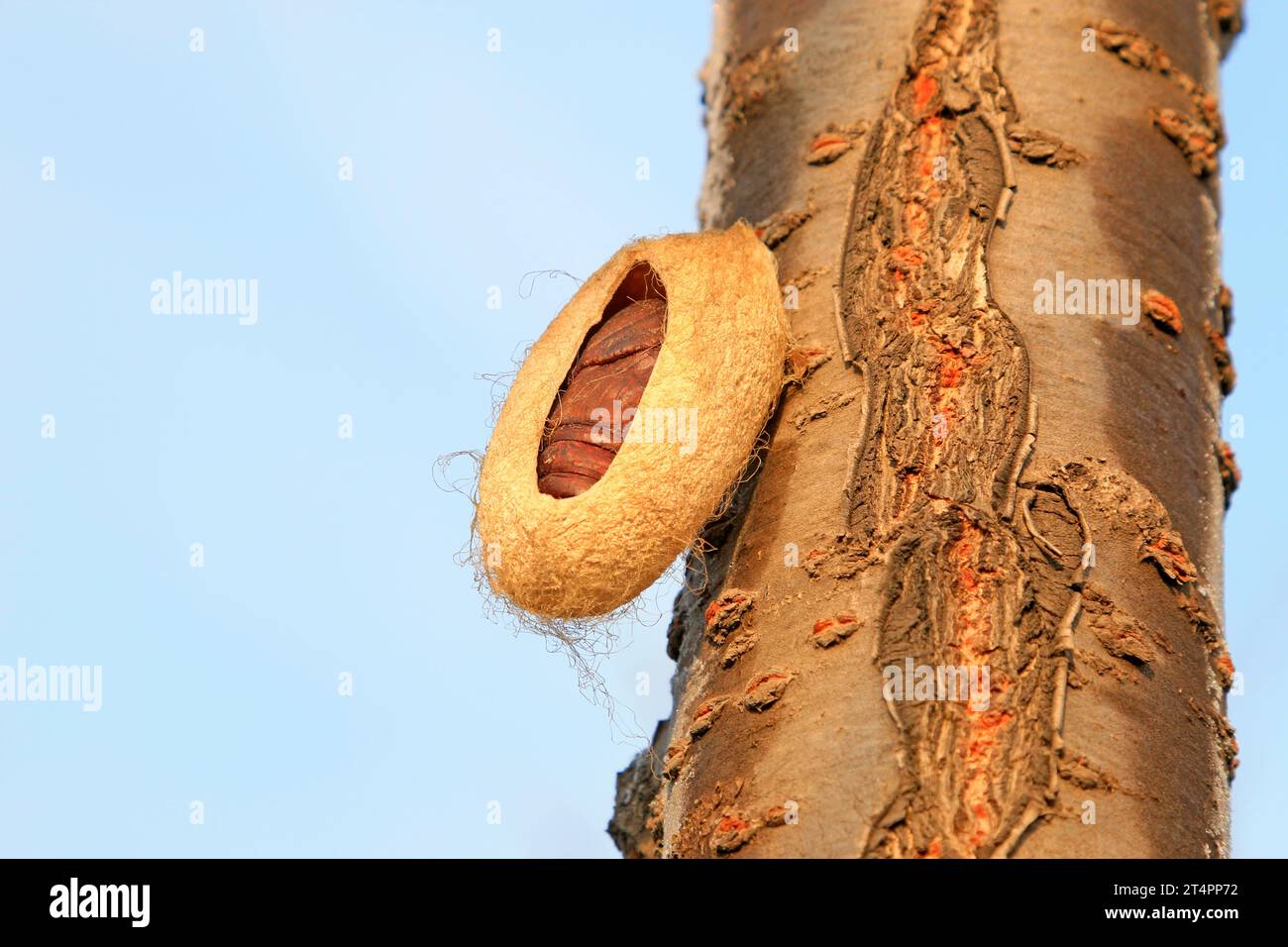 Insect on the tree hi-res stock photography and images - Alamy